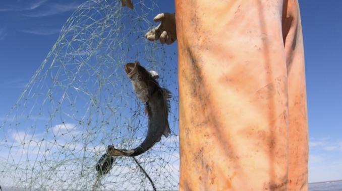 Sin control pesca de Curvina Golfina en el hábitat de la Vaquita Marina